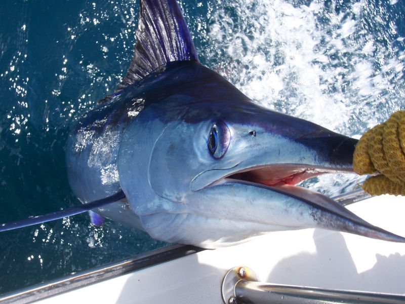 Deep Sea Fishing Charter in Cabo San Lucas | Guerita Sportfishing